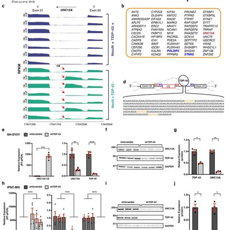Nuclear Depletion Of Tdp 43 Causes Cryptic Exon Inclusion In Unc13a Rna