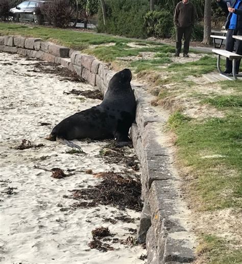 Macandrew Bay Surprise Visitor Otago Daily Times Online News