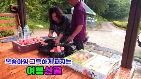 복숭아향기 그윽하게 퍼지는산골의 여름~ Youtube