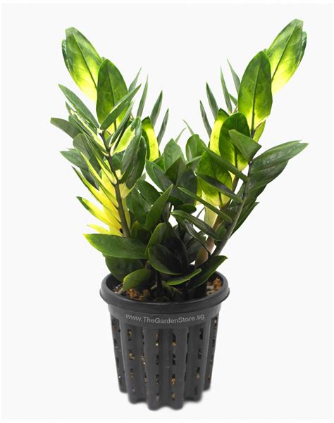 Zamioculca Zamiifolia Variegated
