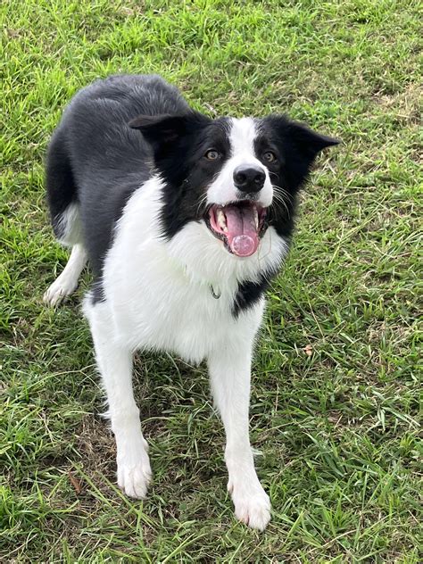 🫧🫧🫧🫧 : r/BorderCollie