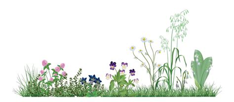 Illustration With Field Grasses And Flowers 10559585 Vector Art At Vecteezy