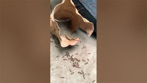 19 Januari 2025 Youtube