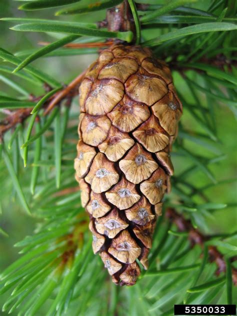 Jack Pine Tree Pinus Banksiana Jack Pine Minnesota Wildflowers