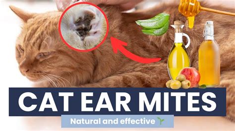 What To Use To Treat Ear Mites In Cats