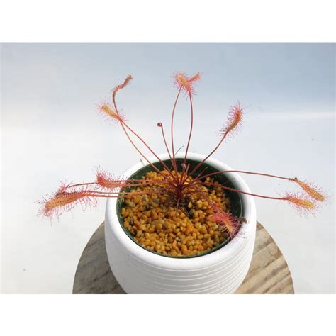 Drosera Affinis Namibia Bcp 2号 丸鉢付き♪【在庫限り】食虫植物90071 Hiro S Pitcher