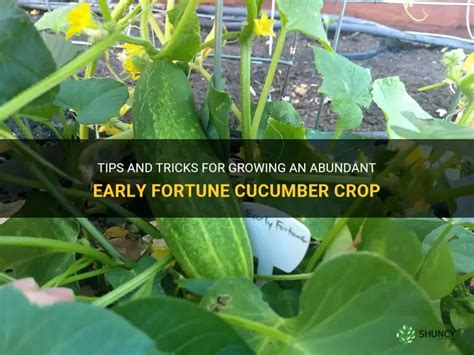 Tips And Tricks For Growing An Abundant Early Fortune Cucumber Crop