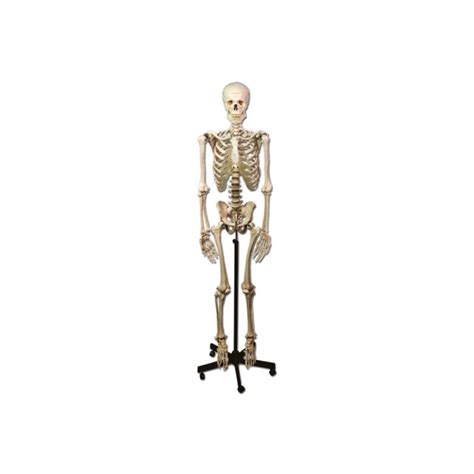 Skeleton Model 40120 With Wheeled Stand Medi Shop Gr