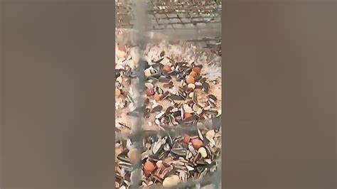 Breeding Progress Parrot Breeding Progress Shotrs Birds Tranding