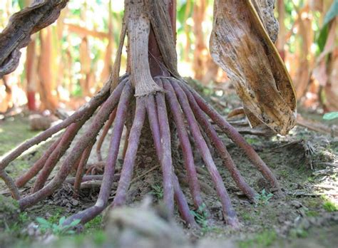 Stilt Root Meaning And Examples At Lisa Rubino Blog