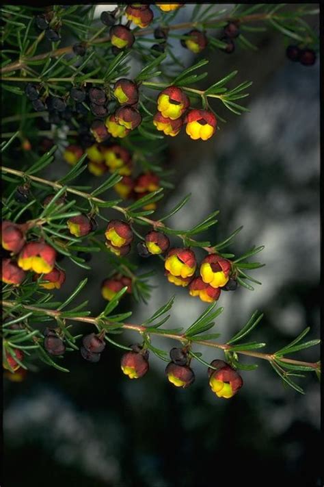 Brown Boronia Boronia Megastigma Australian Plants Australian