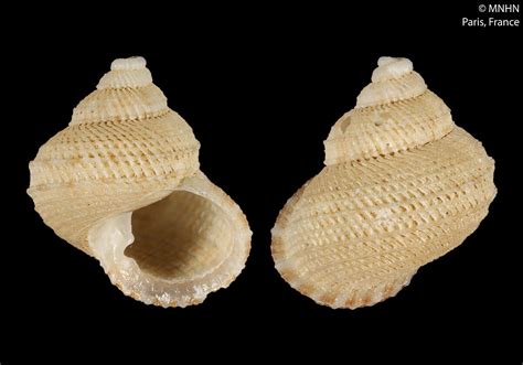 Danilia Wikipedia Tiếng Việt