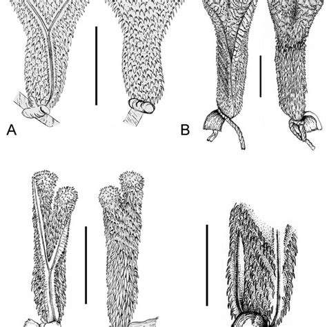 Sulcate Left And Asulcate Right Sides Of The Hemipenis Of Atractus