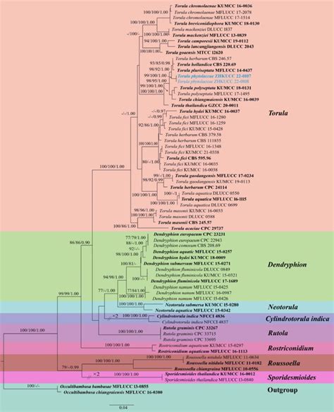 Torula Phytolaccae Facesoffungi Number Fof 11438 Faces Of Fungi