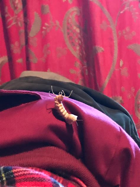 Can Anybody Identify This Thing R Whatsthisbug