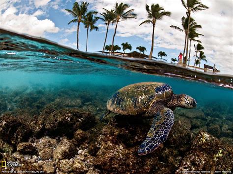 Hawaii Turtle Wallpapers Top Free Hawaii Turtle Backgrounds