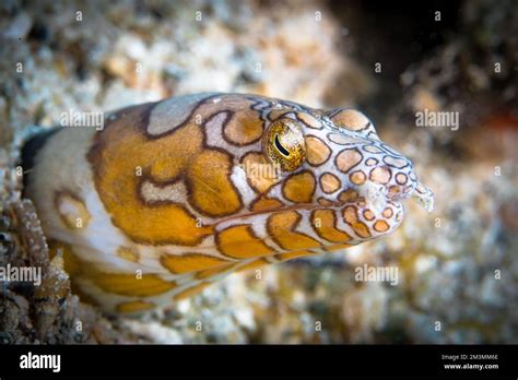Eel On Coral Reef Spotting Wildlife While Scuba Diving The Best Dive