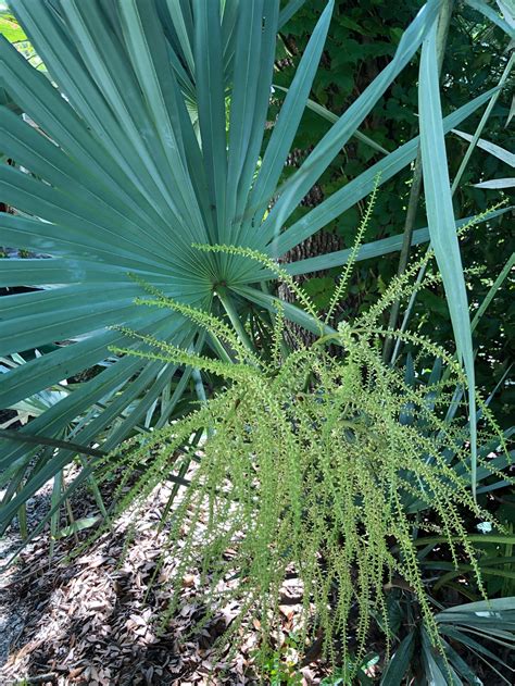 Coontie Zamia Integrifolia — Florida Native Plants Nursery And Landscaping