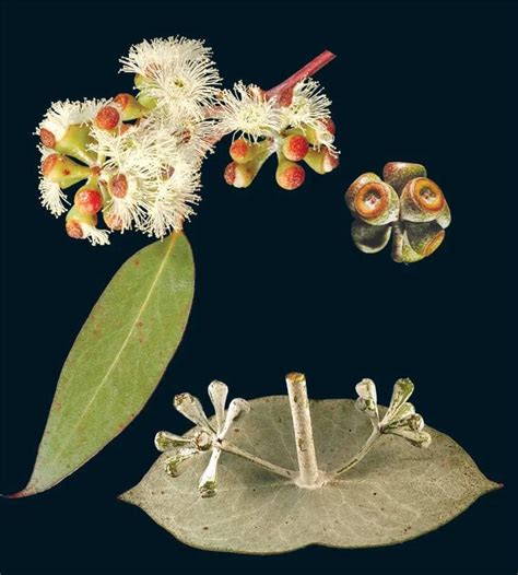 Eucalyptus Risdonii — Australian Plants Society Tasmania Inc