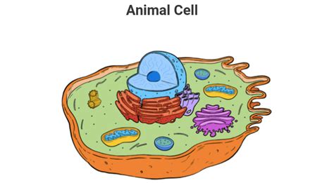 Cells Diagram Quizlet