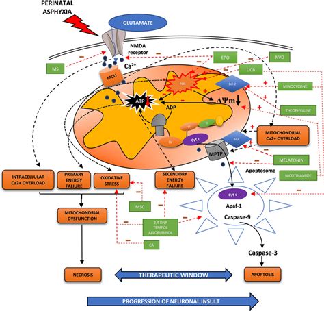 Perinatal Asphyxia Leads To Excitotoxic Intracellular Accumulation Of