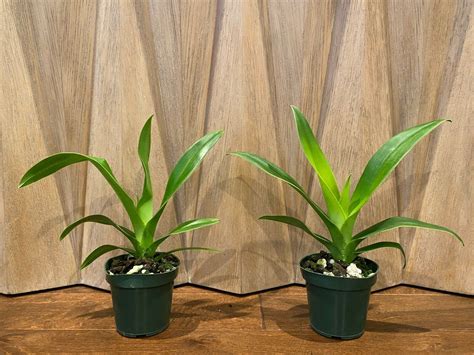 Phrag Ackers Fu Manchu Phrag Twilight X Phrag Caudatum Bs 4 Pot Everything Orchids