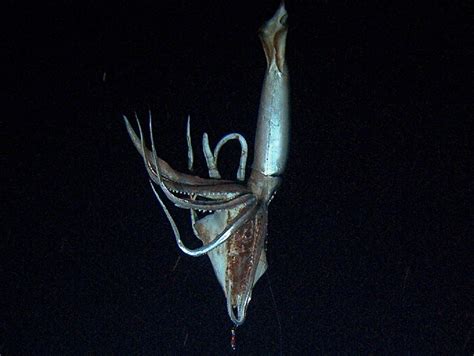 Captured Deep Beneath The Waves 10 Foot Squid Filmed In Natural