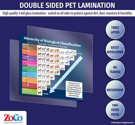 Zoco Biology Poster Hierarchy Of Biological Australia Ubuy