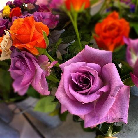 Instagram Photo Photograph By Denise Taylor Fine Art America