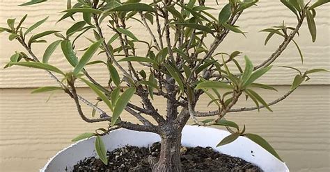 Ficus Nerifolia Bonsai Starter Album On Imgur