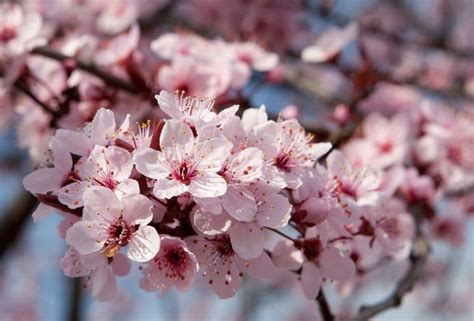 Lulet E Kumbullës Përdorimi Për Kolesterolin Imunitetin Dhe Tretjen Gazeta ShËndeti