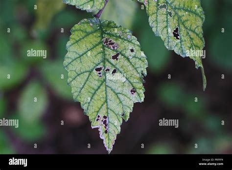 Dying And Diseased Chloritic Leaves On A Dying Elm Tree Latin Ulmus Or