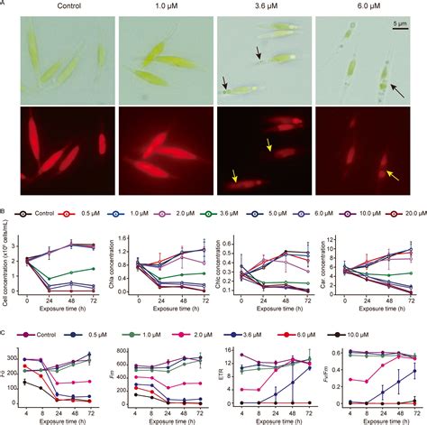 Study Reveals How Marine Bacteria Combat Algae