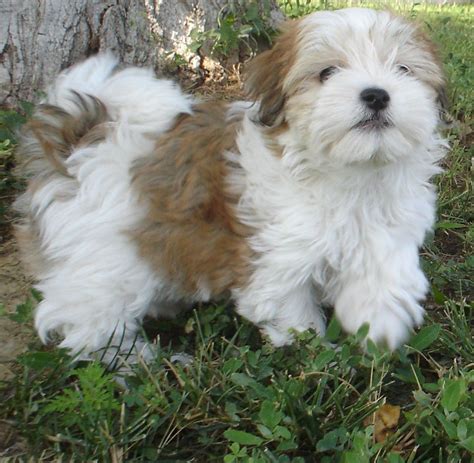 Havanese Havanese Puppies Havanese Dogs Havanese