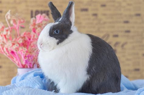 Premium Photo Close Up Of Rabbit Sitting On Bed At Home