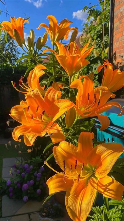 Lily Extravaganza Discover The Stunning Beauty Of Unique Lily Varieties Leaf Grace