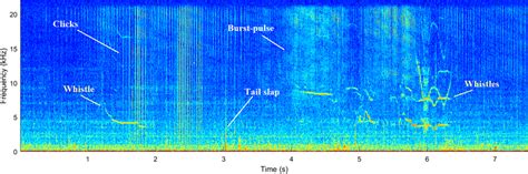 Spectrogram Representing The Acoustically Recorded Tail Slap Displayed
