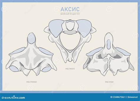 Anatomy Of The Second Cervical Vertebra Axis C2 Anterior Posterior And Top View Illustration