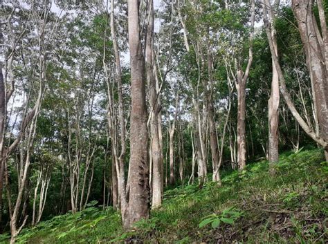 Tree Hill Grass Stock Image Image Of Tree Leaf Wilderness 241650159