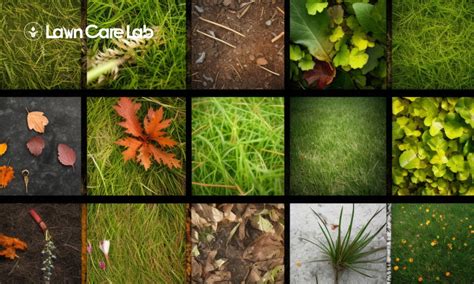 How To Identify And Treat Common Lawn Diseases Lawn Care Lab