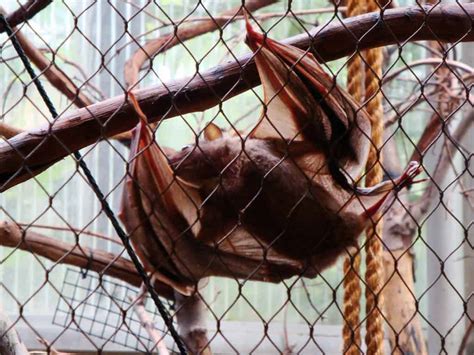 A New Species Of Bat Was Just Found In Arizona