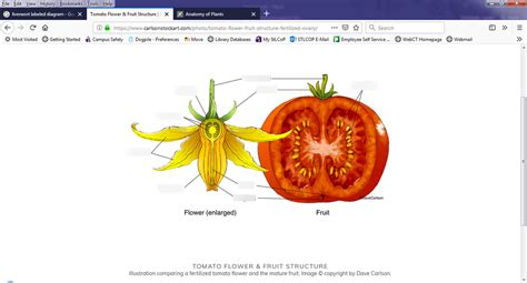 Flower And Fruit Structure Diagram Quizlet