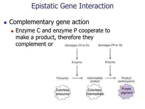 Ppt Epistatic Gene Interactions Powerpoint Presentation Free