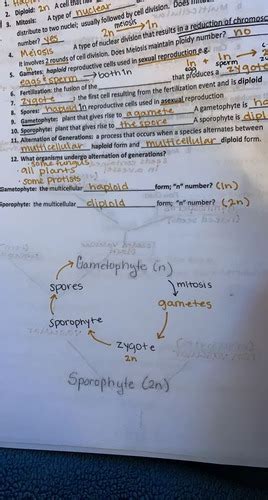 Plants Flashcards Quizlet