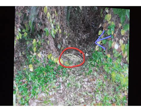 Revisit Caylee Anthony Crime Scene Photos After Casey Accuses Her Dad Of Being Responsible For 2