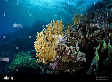 Net Fire Coral Millepora Dichotoma In Backlight Sun Rays Dive Site