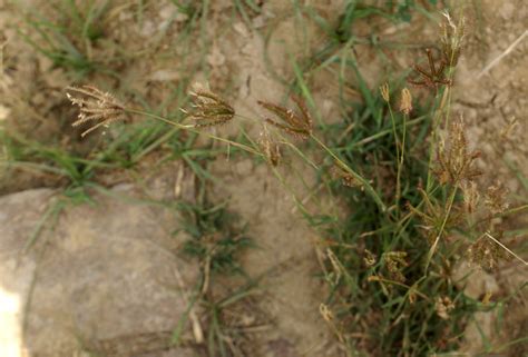 Chloris Barbata Eflora Of India