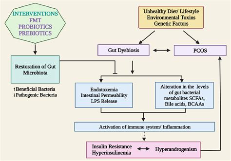 Figure 3 From Polycystic Ovary Syndrome Etiology Current Management