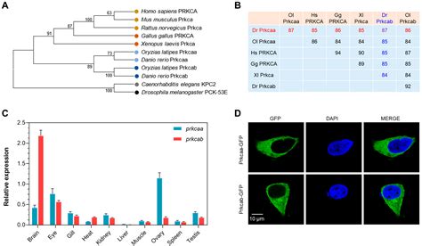 Dysfunction Of Prkcaa Links Social Behavior Defects With Disturbed