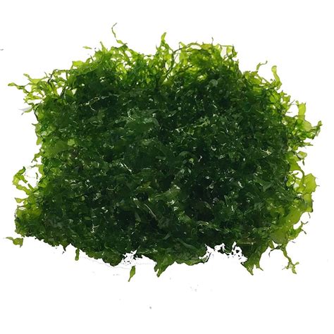 Subwassertang Complete Care Guide Caring Planting Growing